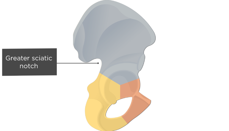 Hip Bone Anatomy - Lateral or External Markings | GetBodySmart