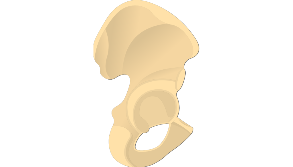 Coxal Bone Unlabeled