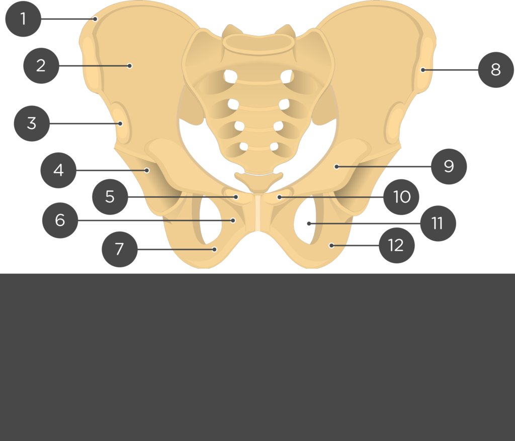 Hip Bone Anatomy | GetBodySmart