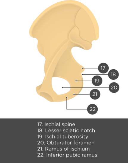 Hip Bone Anatomy - Medial or Internal Markings