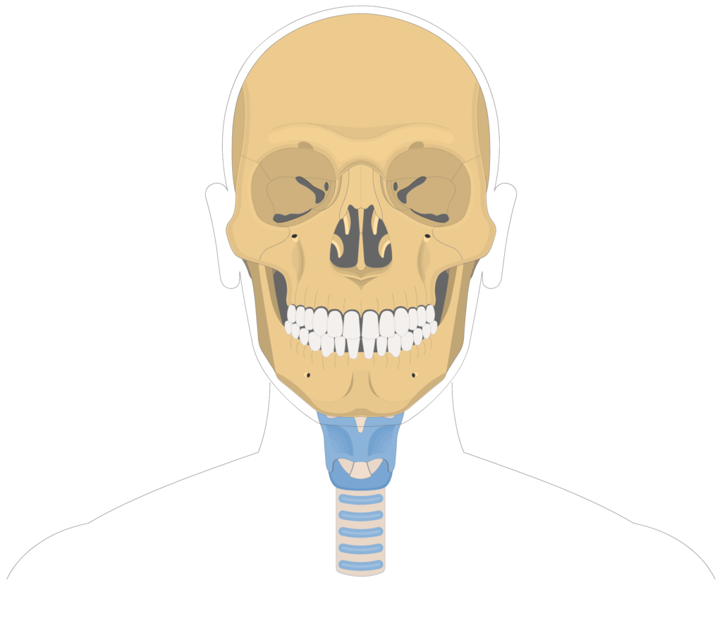 What is the only jointless bone in the human body? | GetBodySmart