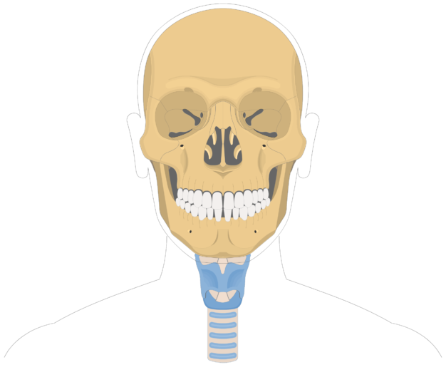 What is the only jointless bone in the human body? | GetBodySmart