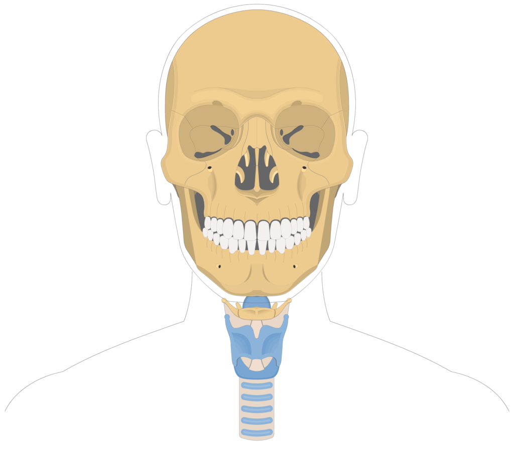 What is the only jointless bone in the human body? | GetBodySmart