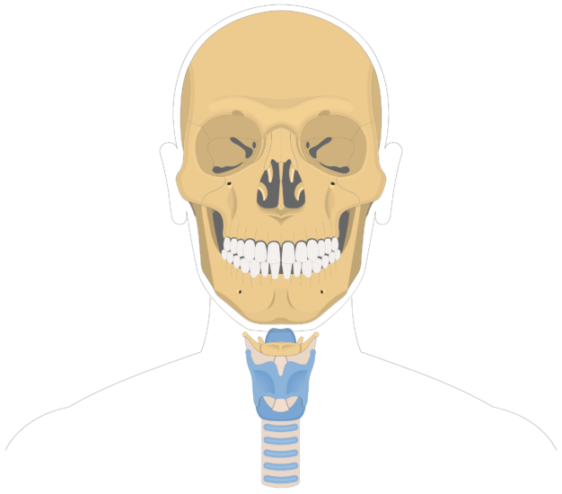 What is the only jointless bone in the human body? | GetBodySmart