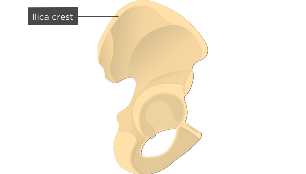 Tubercle Of Iliac Crest