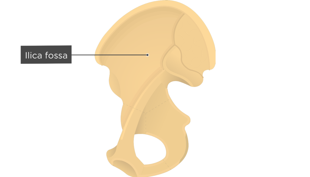 Hip Bone Anatomy | GetBodySmart