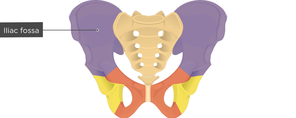 Iliac Fossa Anatomy Abdominal | SpringerLink