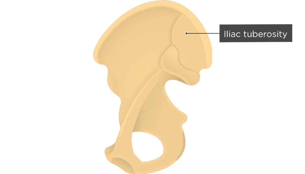 Iliac Tuberosity