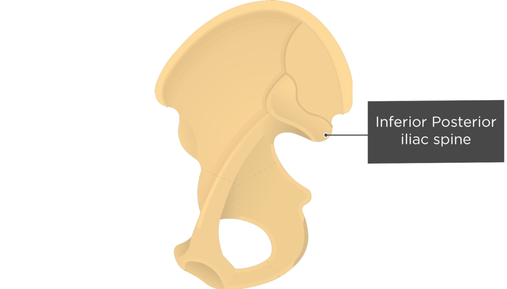 Spine Iliac Inferior Roimhe