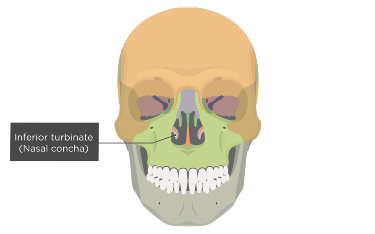 Vomer and inferior turbinate bones. Anatomy and diagram | GetBodySmart