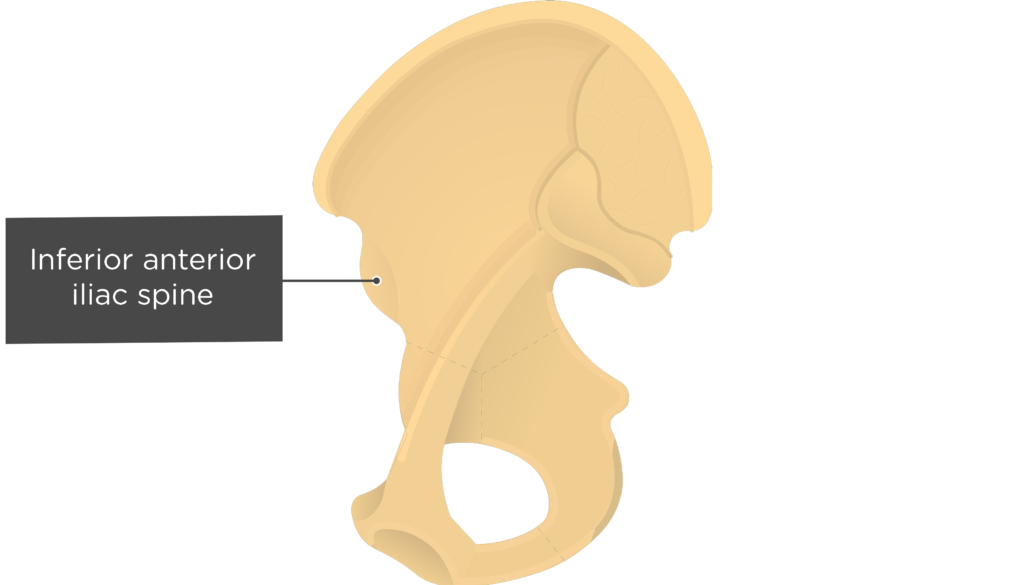 Hip Bone Anatomy | GetBodySmart