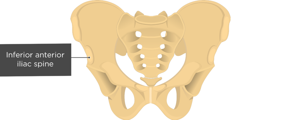 Posterior Superior Iliac Spine