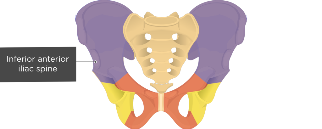 Anterior Superior Iliac Spine Muscle Attachment