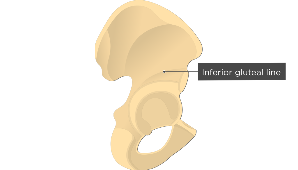 Hip Bone Anatomy | GetBodySmart