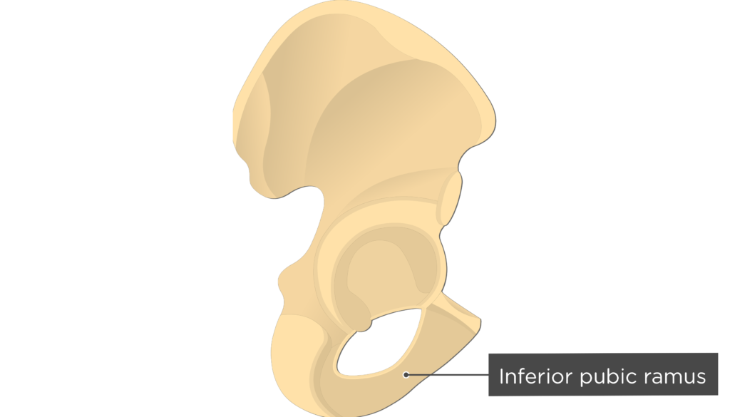 Inferior Pubic Rami