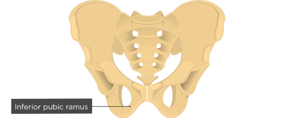 Hip Bone Anatomy | GetBodySmart