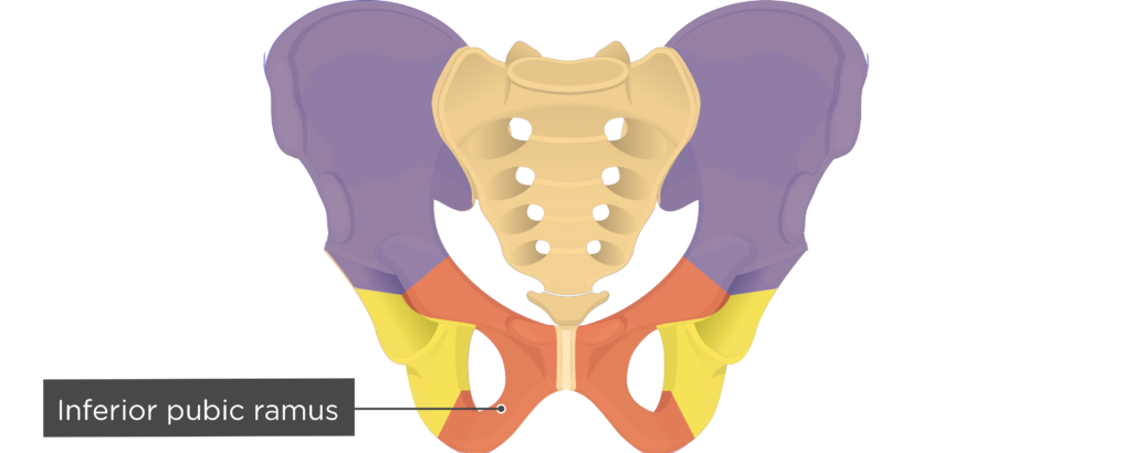 Hip Bone Anatomy | GetBodySmart