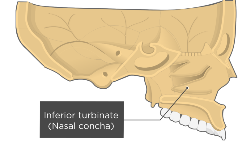 Vomer and inferior turbinate bones. Anatomy and diagram | GetBodySmart