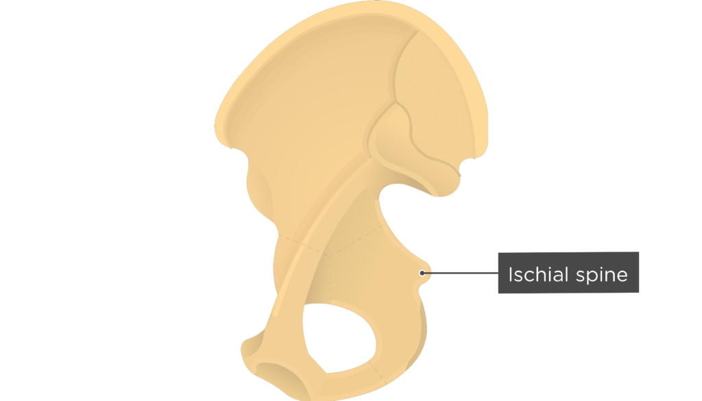 Ischial Spine