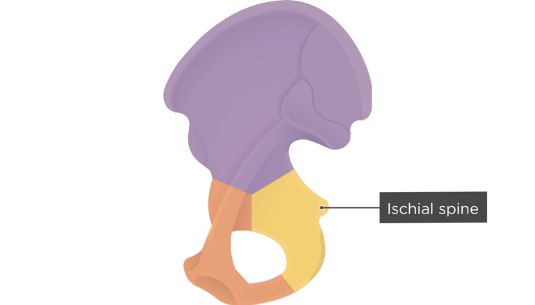 Hip Bone Anatomy - Medial or Internal Markings