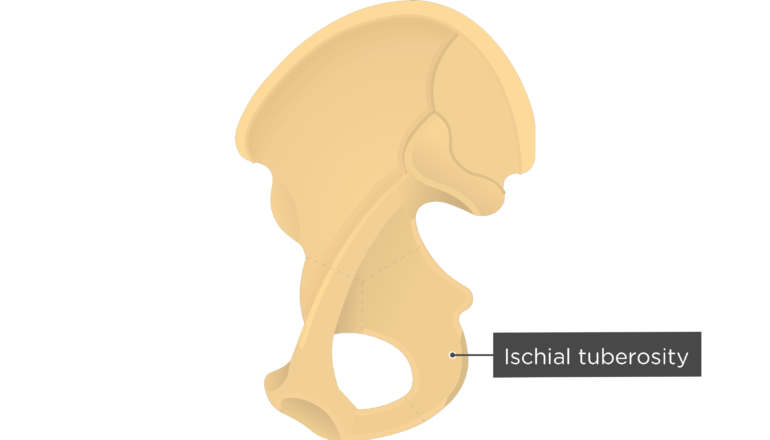 Hip Bone Anatomy - Medial or Internal Markings