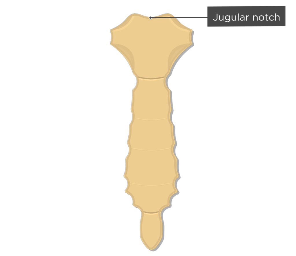 Suprasternal Notch Anatomy