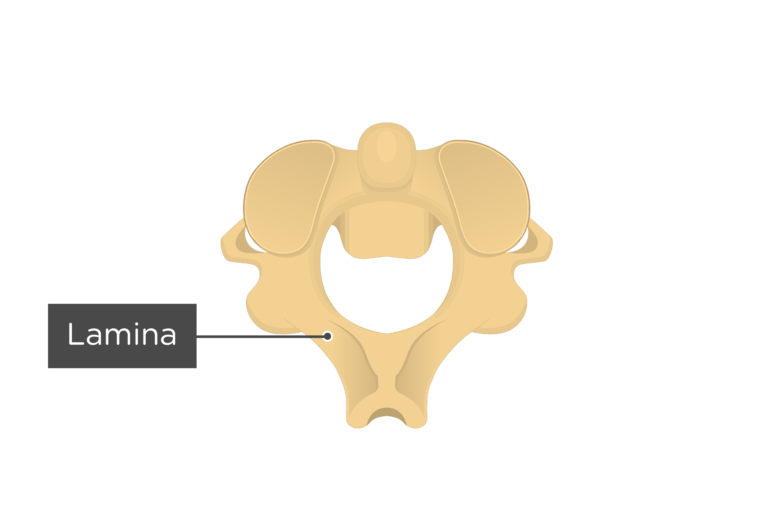 Axis Bone Anatomy