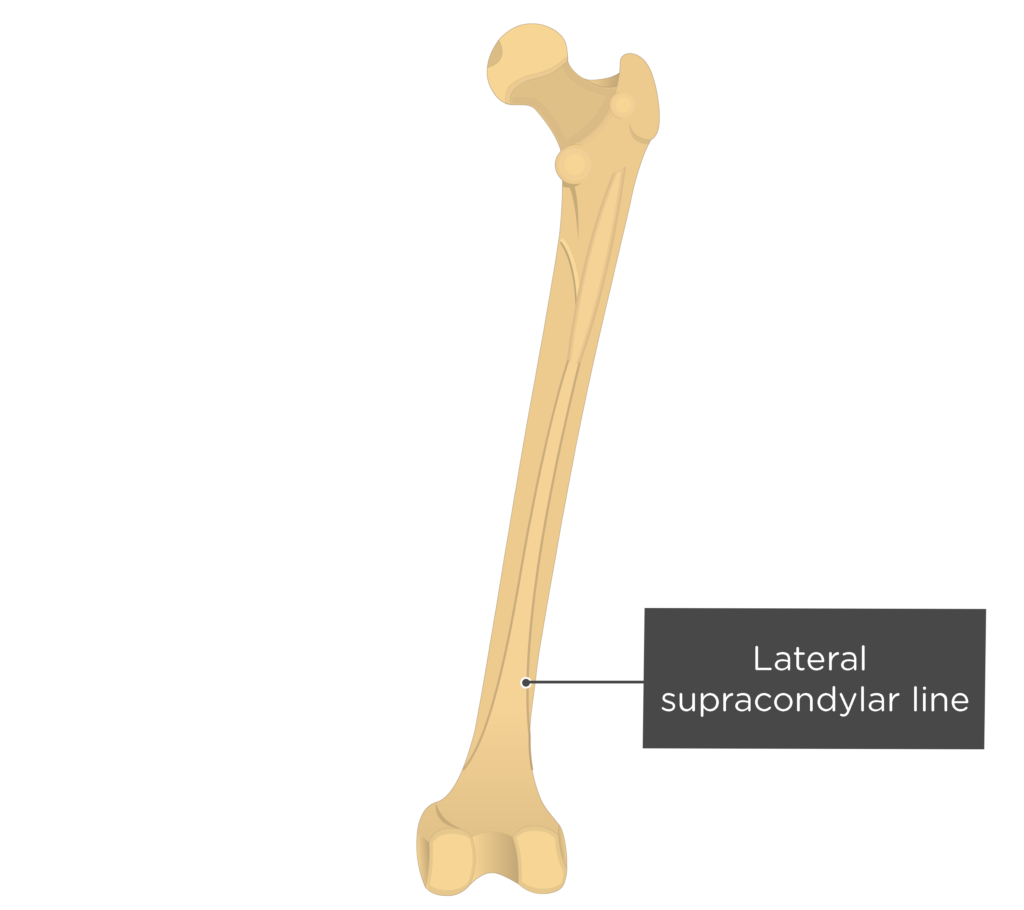 Supracondylar Line Of Femur Femur – Earth's Lab