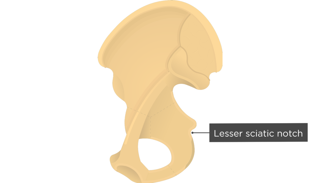 Hip Bone Anatomy | GetBodySmart