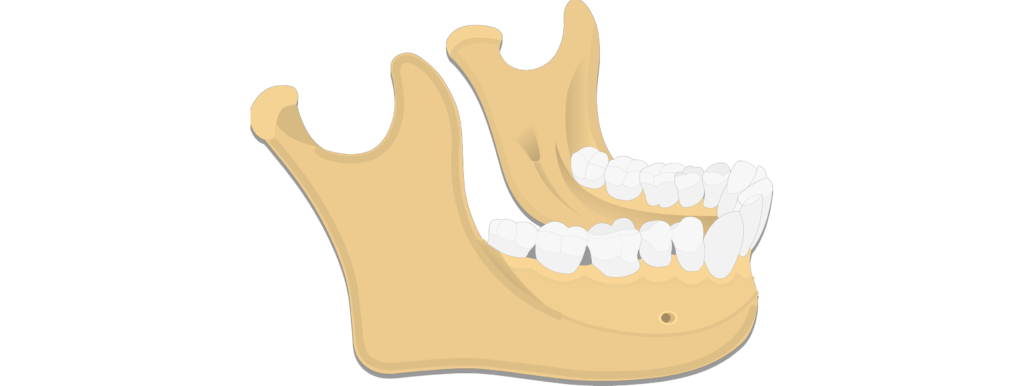 Mandible bone: anatomy and labeled diagram | GetBodySmart