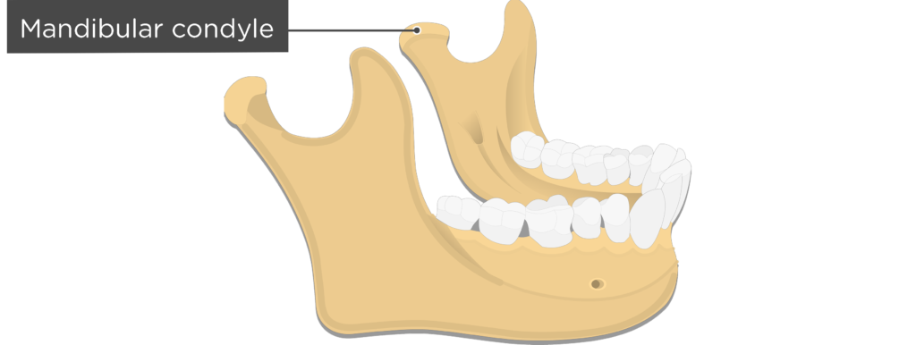 Mandible bone: anatomy and labeled diagram | GetBodySmart