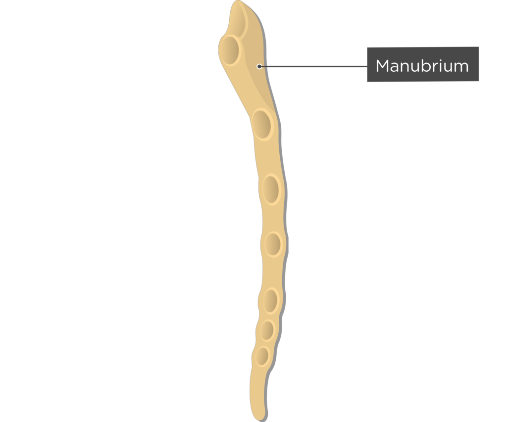 Sternum: anatomy and labeled diagram | GetBodySmart