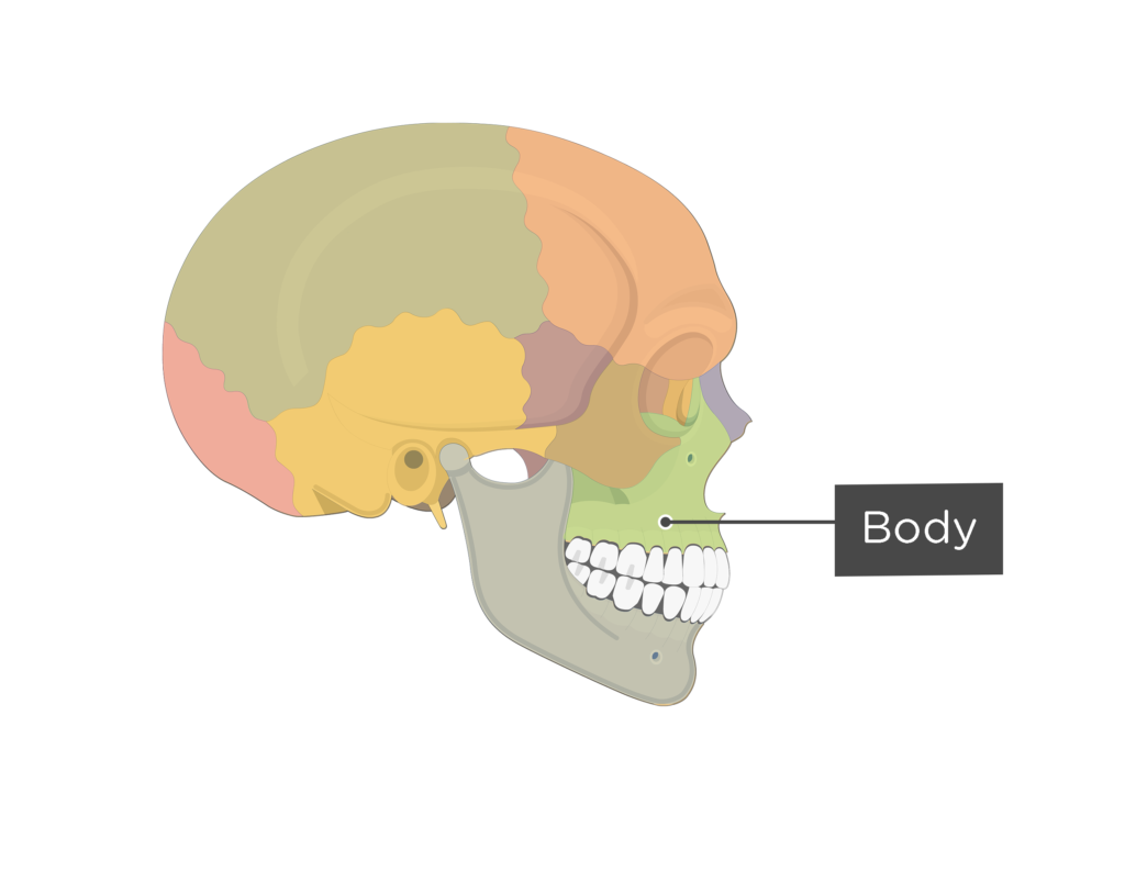 Maxilla Anatomy Diagram
