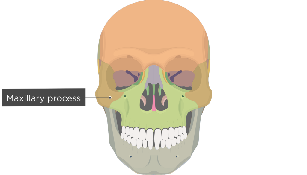 Maxillary Process Of The Zygomatic Bone