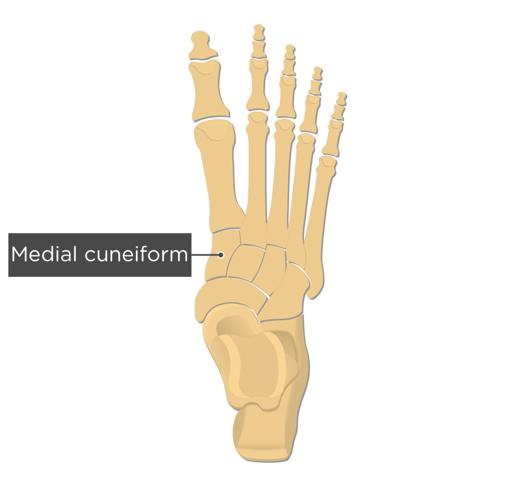 Tarsals Anatomy Tarsal Bones (mnemonic) | Radiology Reference Article
