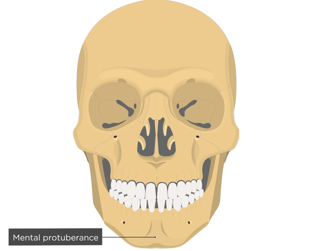Mandible bone: anatomy and labeled diagram | GetBodySmart