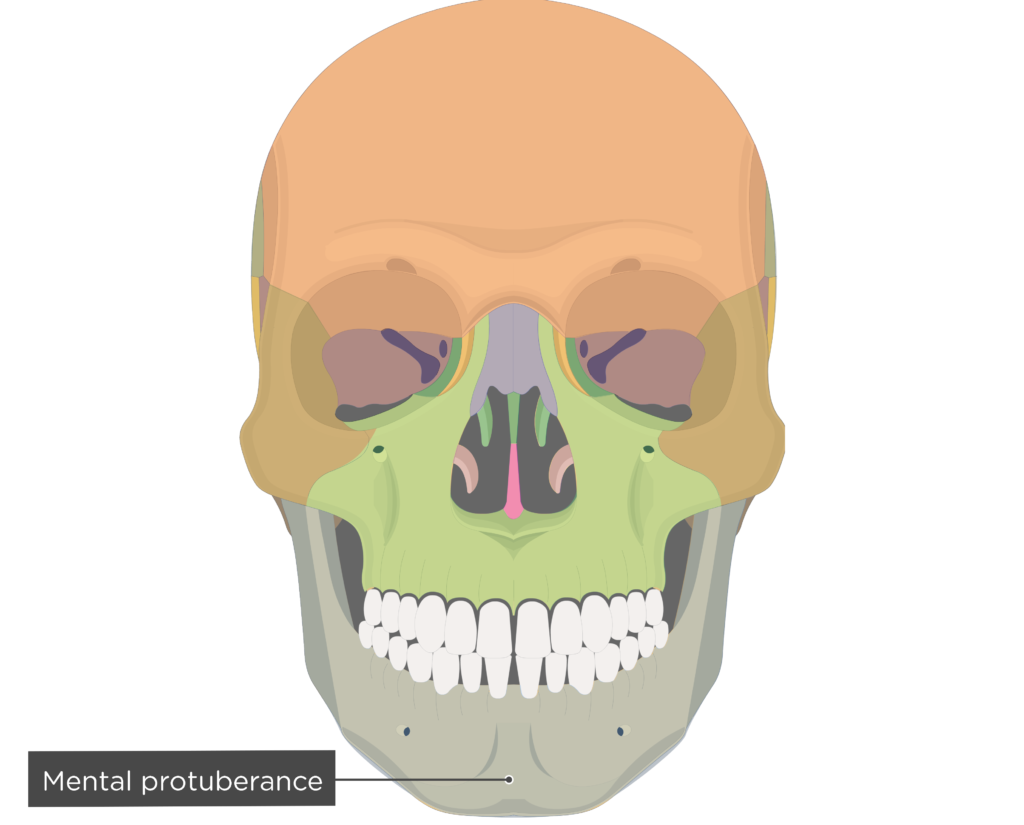 Mandible bone: anatomy and labeled diagram | GetBodySmart