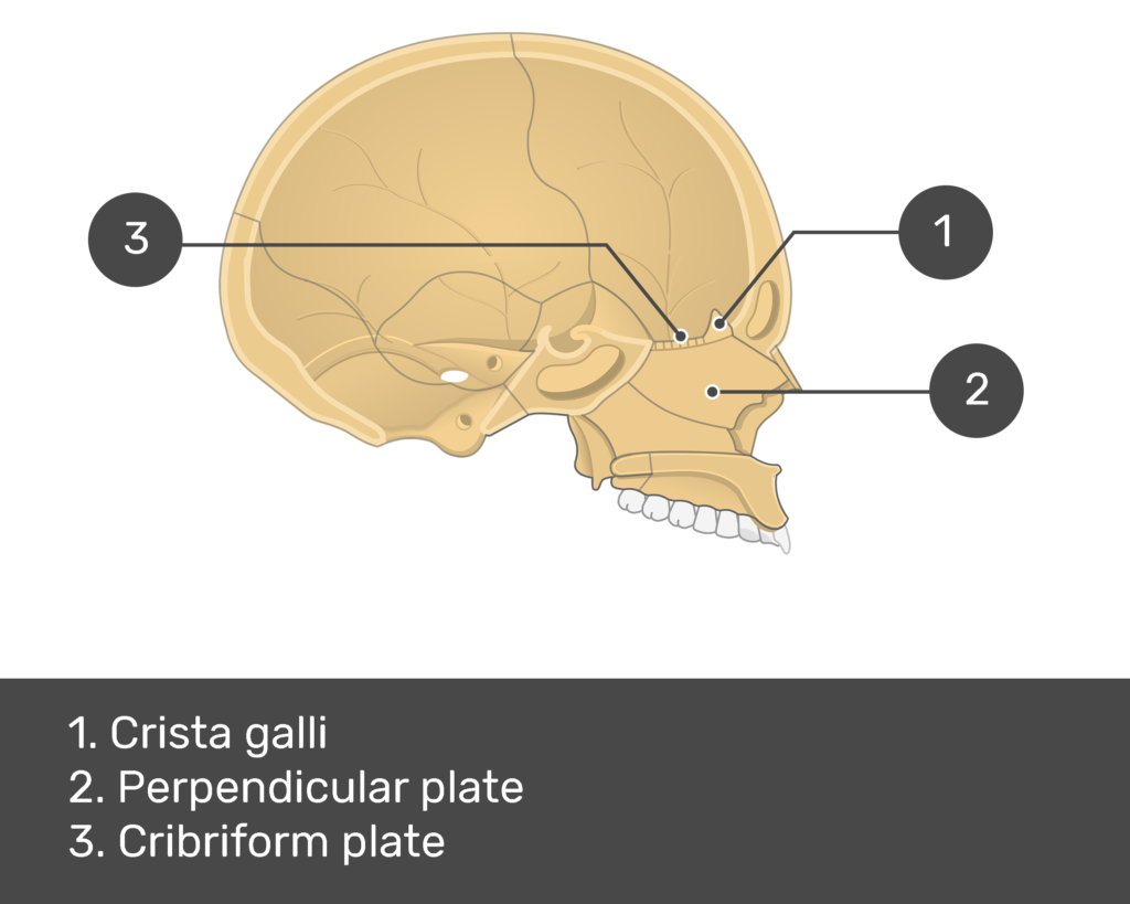 Ethmoid Bone Labeled