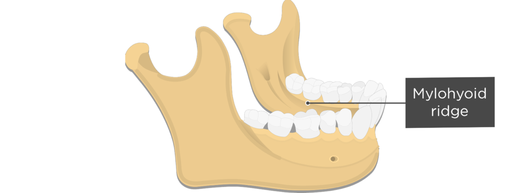 Mandible bone: anatomy and labeled diagram | GetBodySmart