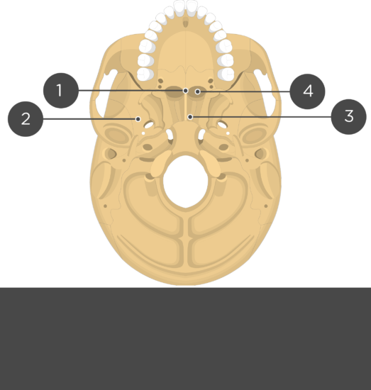 Vomer and inferior turbinate bones. Anatomy and diagram | GetBodySmart