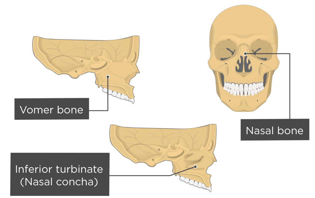 Choanae Skull