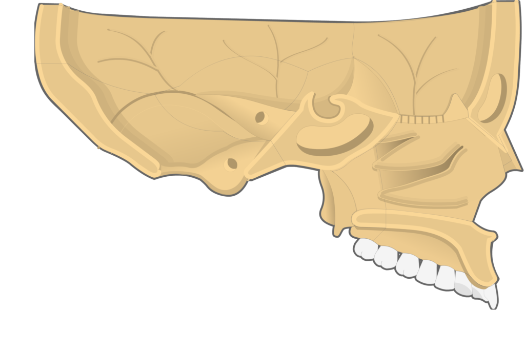 Vomer Bone Anatomy