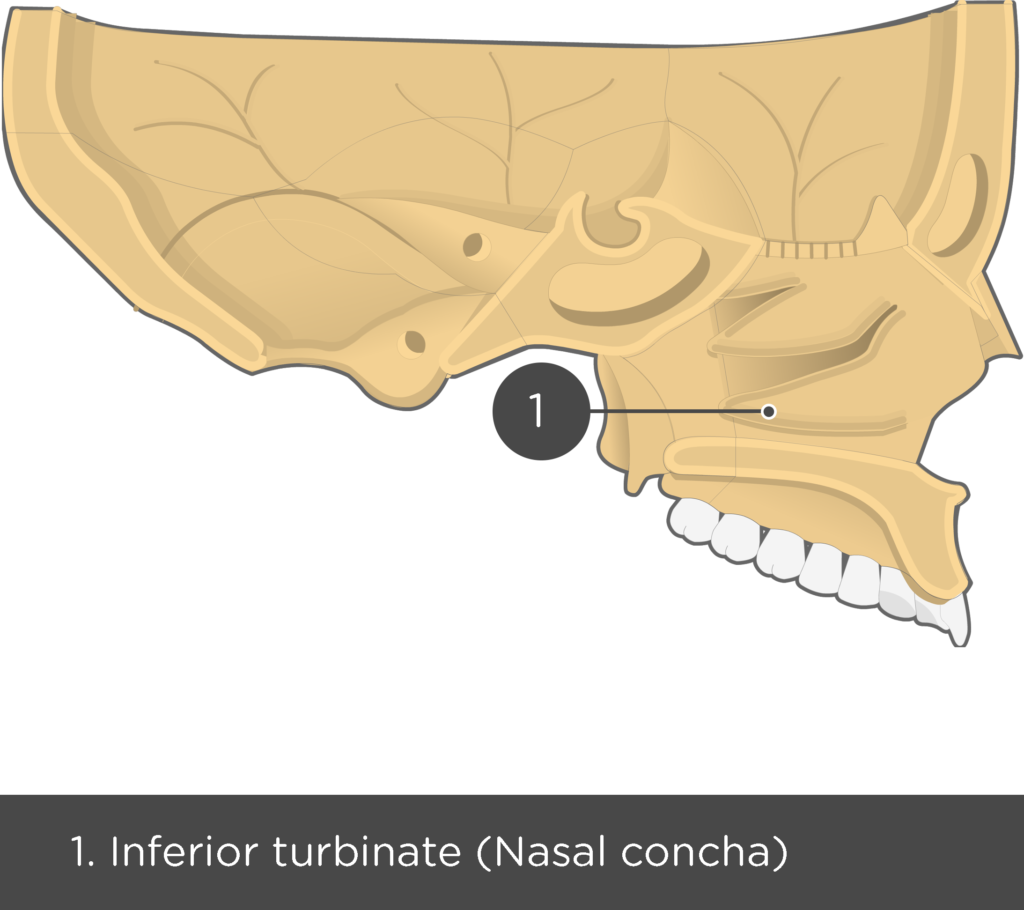Inferior Nasal Concha Anatomy