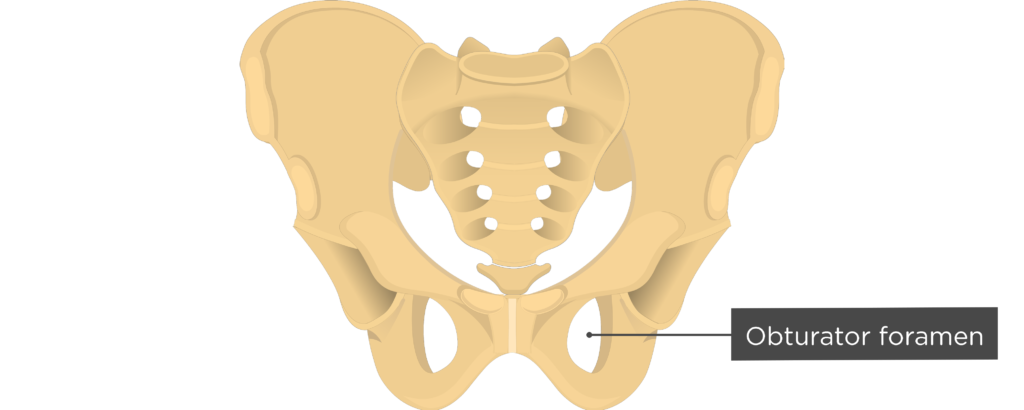 Obturator Foramen