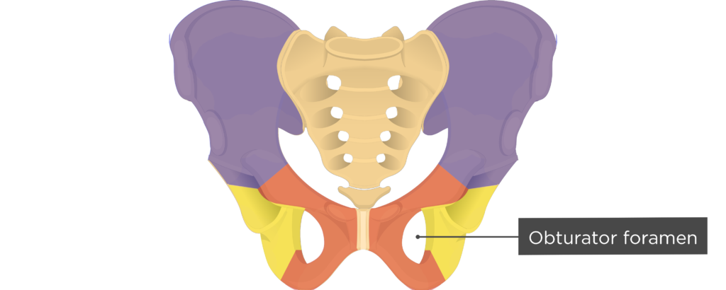Obturator Foramen Nerve