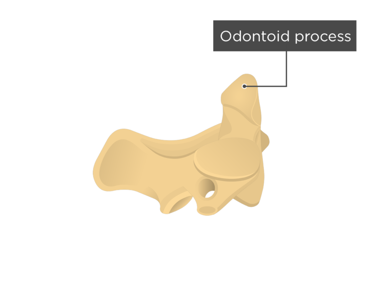 Axis Bone Anatomy | GetBodySmart