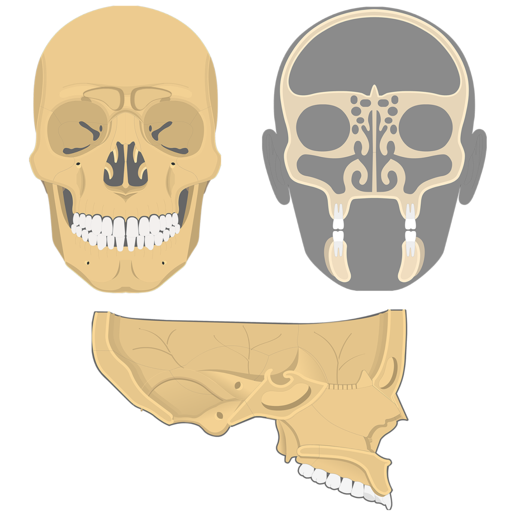 Paranasal Sinuses 3d