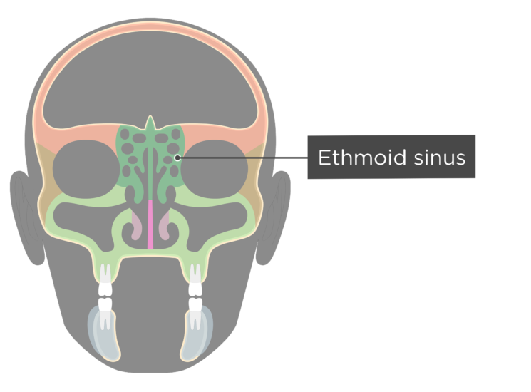 Ethmoid Sinus X Ray