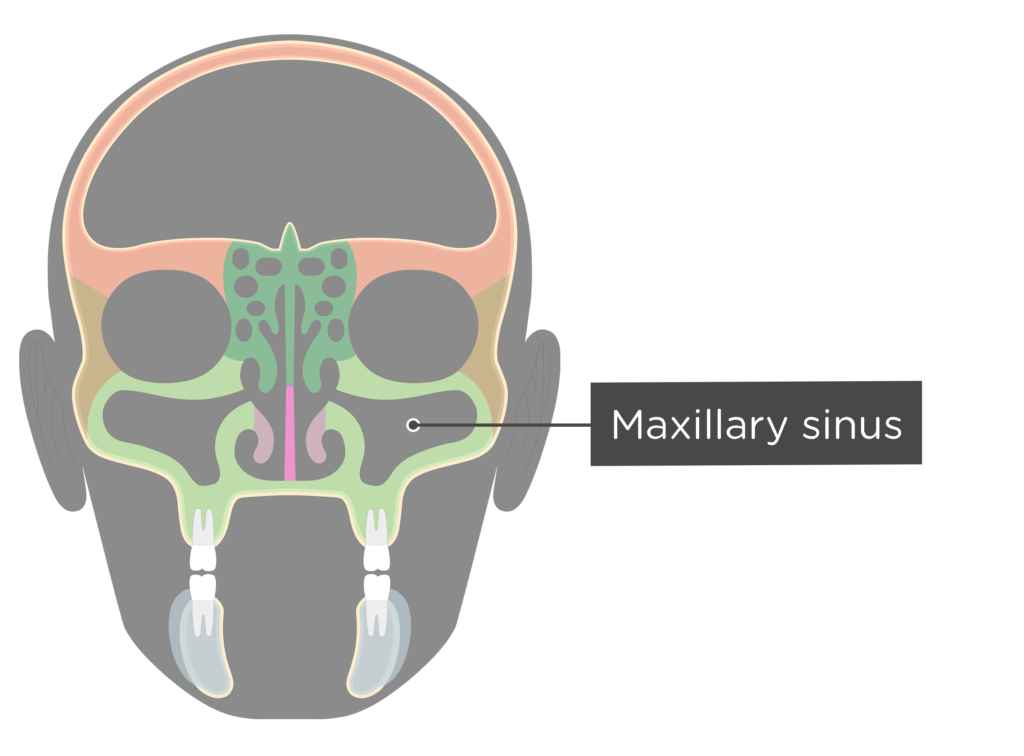 Maxillary Sinus Skull