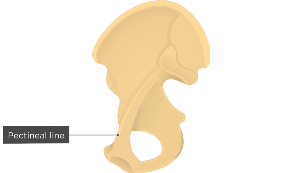 Pectineal Line